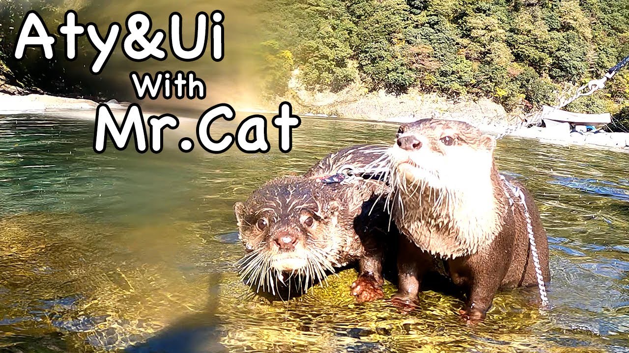 Travel deepens the love between otters [Otter life Day 628] - YouTube