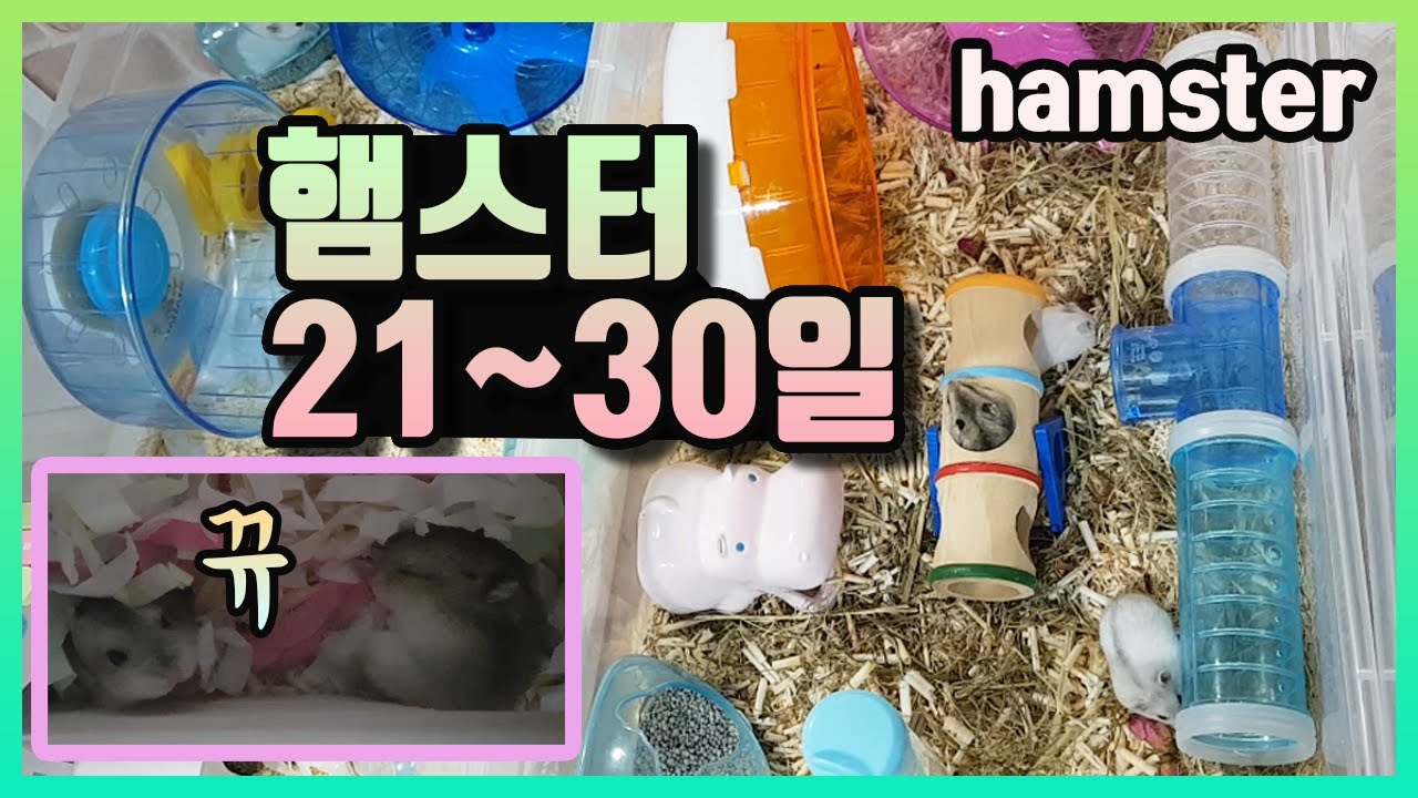 햄스터 출산스토리 21~30일 / 귀여운 아기햄스터 성장일기 / 햄스터 육아/ Hamster Birth Story - YouTube