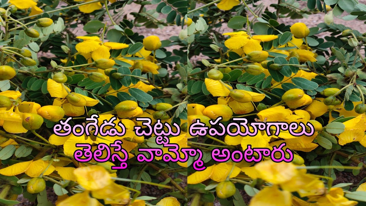 తంగేడు చెట్టు ఉపయోగాలు తెలిస్తే వామ్మో అంటారు!full details about ...