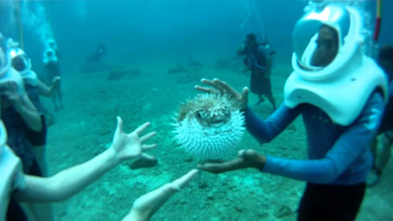 Helmet Dive holding a puffer fish - YouTube