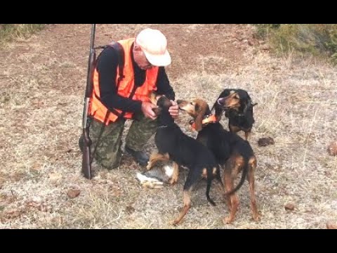 ΚΥΝΗΓΙ ΛΑΓΟΥ ...κύτταρα! - YouTube