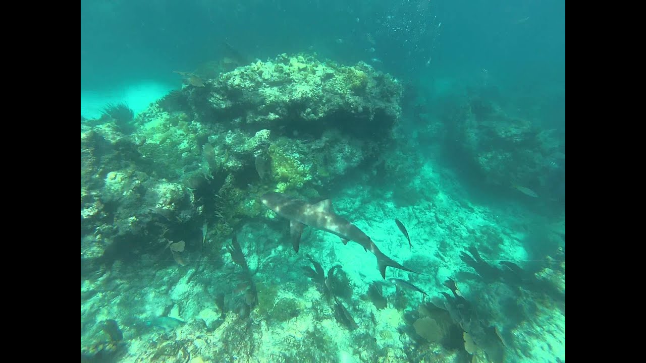 Reef shark in Looe Key, FL - YouTube