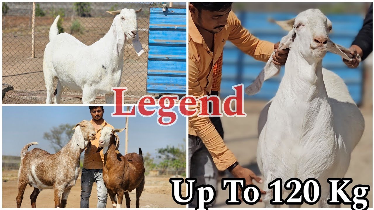 Up to 120 kg Legend Goat farm | Only Quality Goat | Mumbai - YouTube
