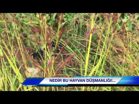 Nedir Bu Hayvanlara Yapılan Eziyet!.. Nedir Bu Hayvan Düşmanlığı!...