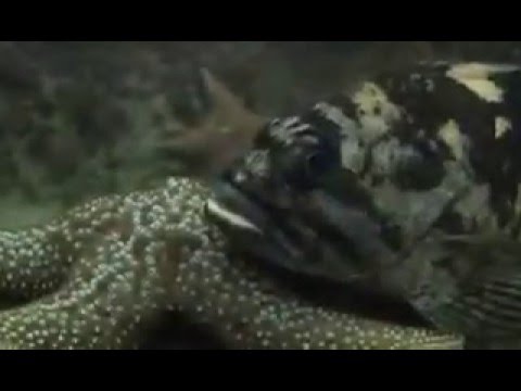 Franklin Tulloch Director/DP Adventure film - YouTube
