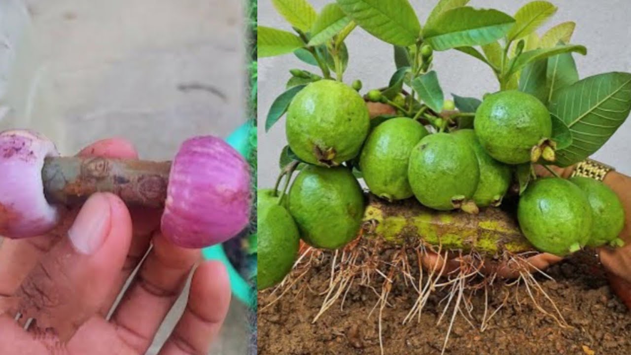 how to root a guava tree in urdu|Guava rooting in onion - YouTube