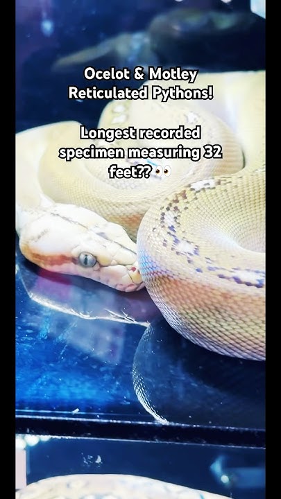 Ocelot Reticulated Python - YouTube