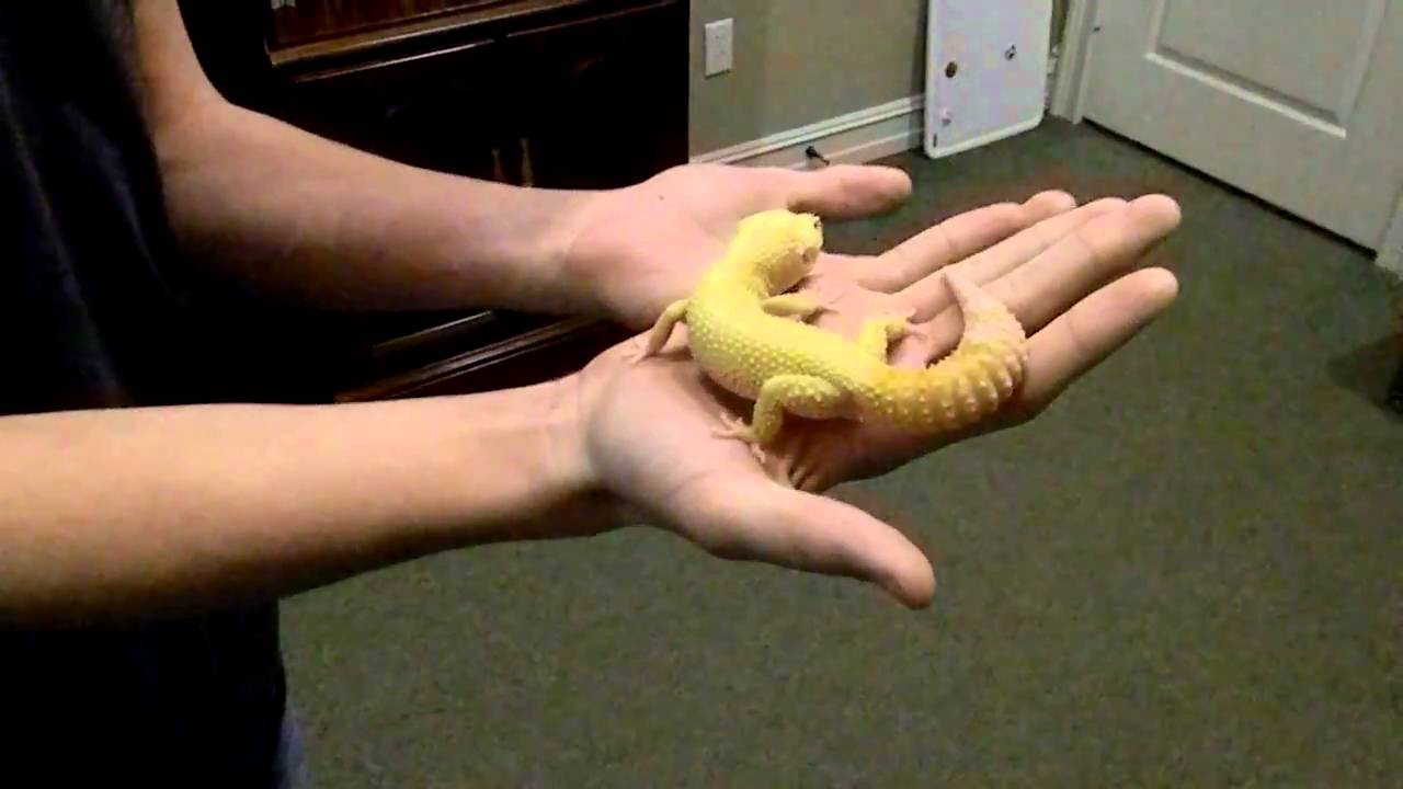 Leopard gecko handling - YouTube