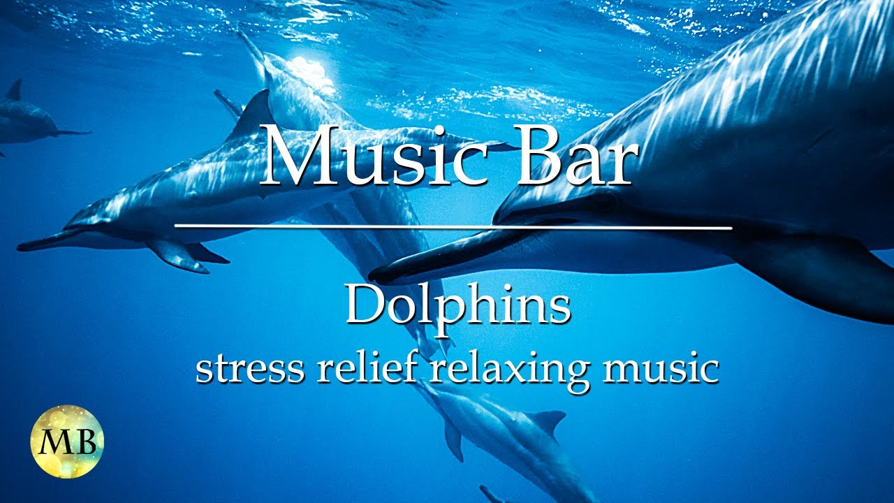 Dolphins - Stress Relief Relaxing Music - YouTube