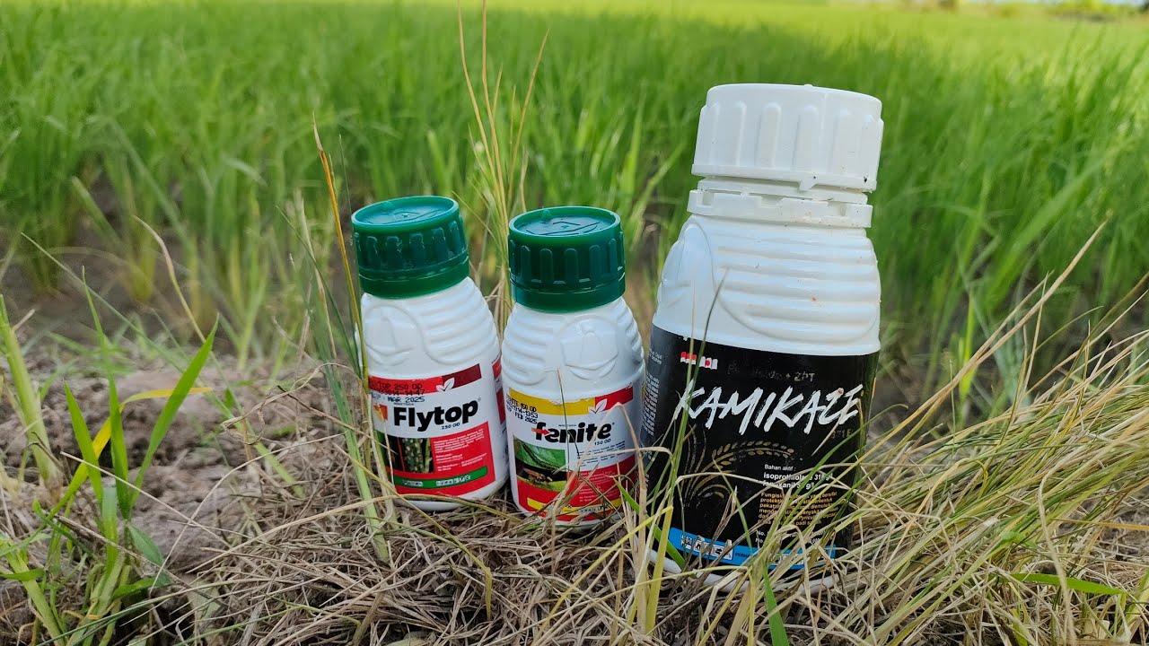 Demplot cara mengatasi Hama Ulat dan Jamur dari PT. PetroKimia Kayaku ...