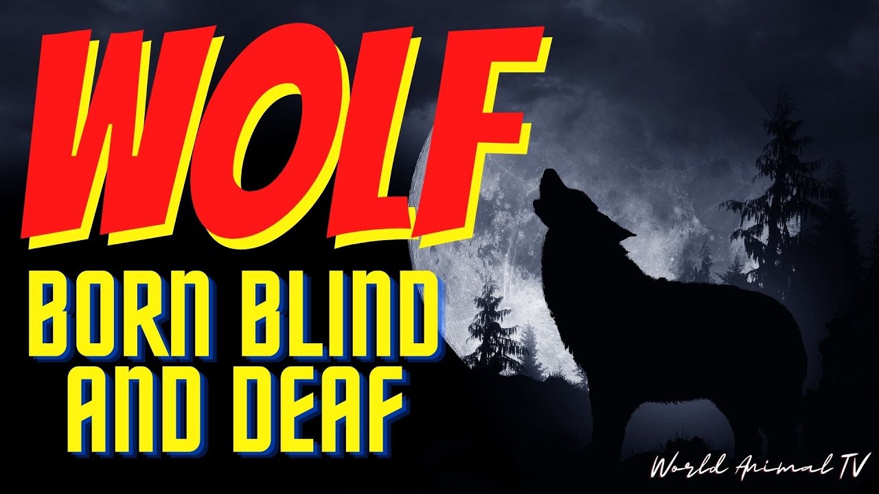 Wolf, born blind and deaf - YouTube