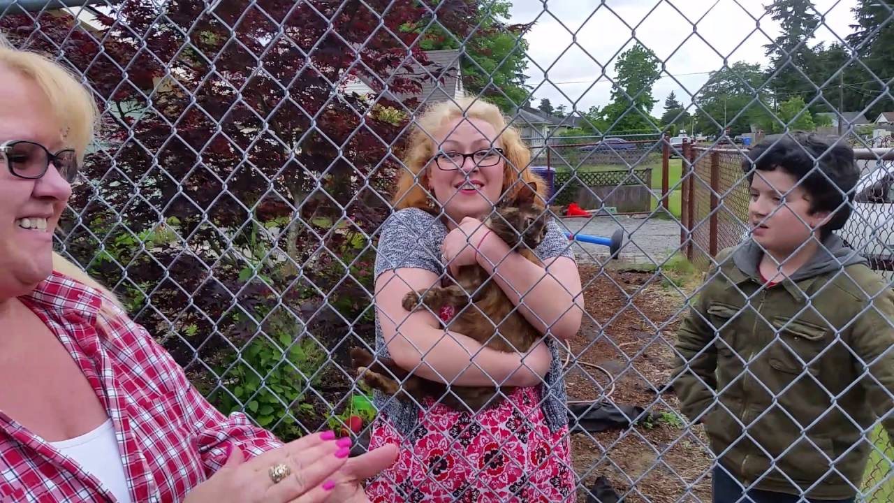 Cat Head Stuck In Fence Rescue - YouTube