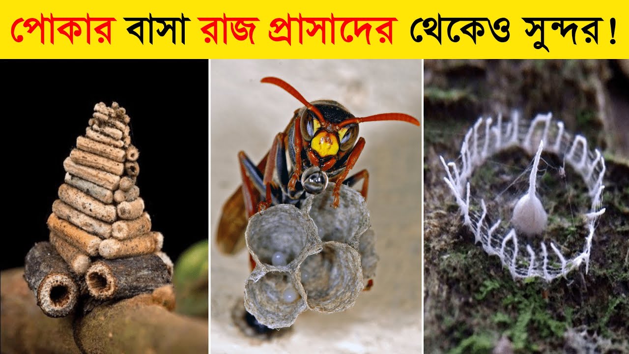 এই পোকার বাসা তাজমহলের থেকেও সুন্দর || যা দেখলে চমকে যাবনে | 10 Amazing ...
