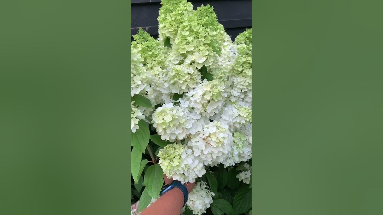 Гортензия Меджикал Мунлайт С35л 15000р, 6лет ☎️8-926-645-46-99 Андрей ...