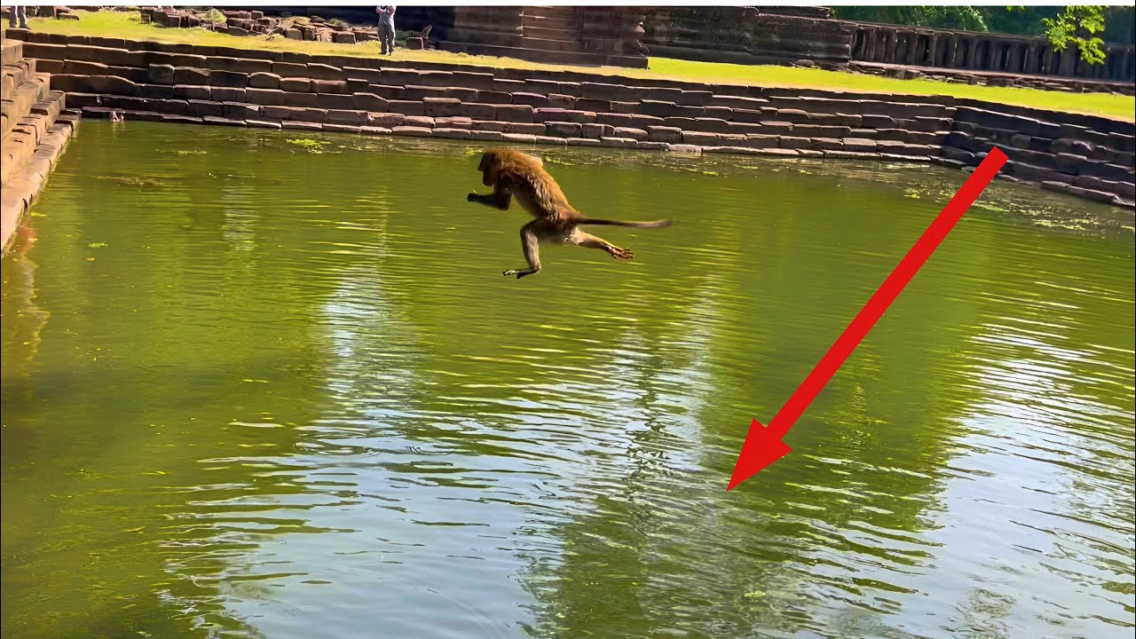 Amazing Monkey Scenes Jump from High Tree and Diving into the Pond ...