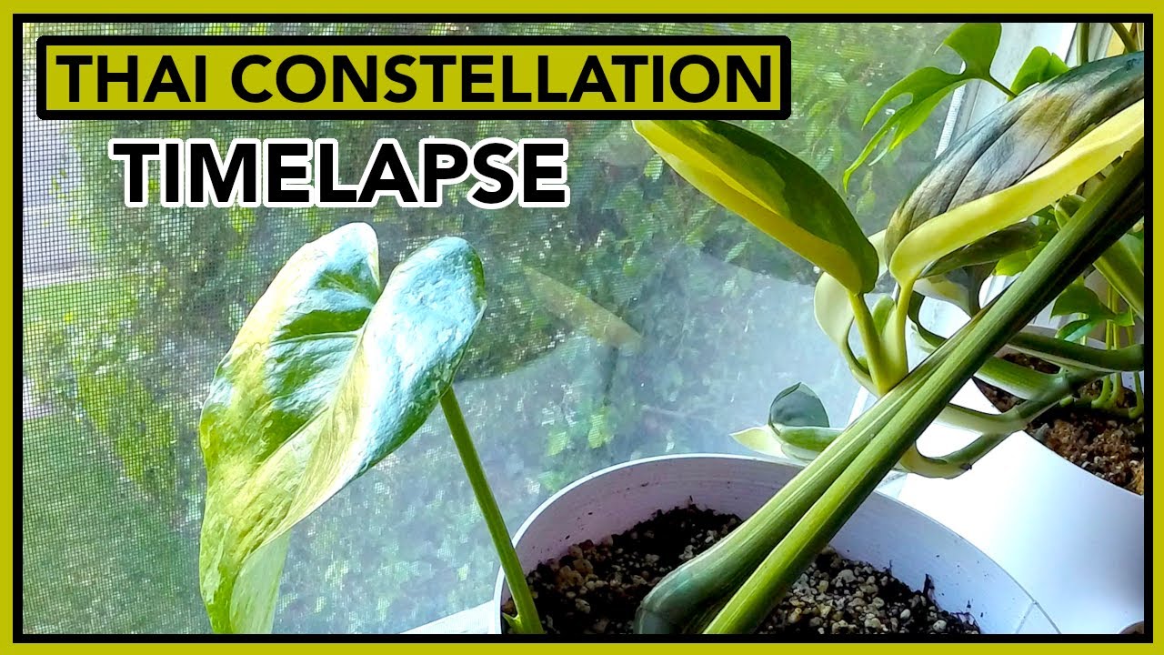 Thai Constellation Monstera Time Lapse (Variegated Monstera) - YouTube