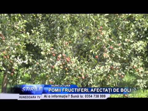 POMII FRUCTIFERI, AFECTAȚI DE BOLI - YouTube