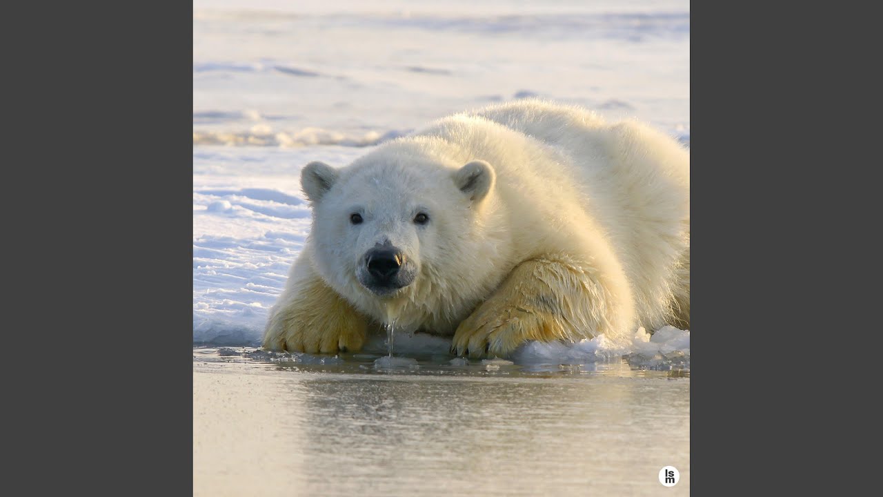 Homeless polar bear - YouTube