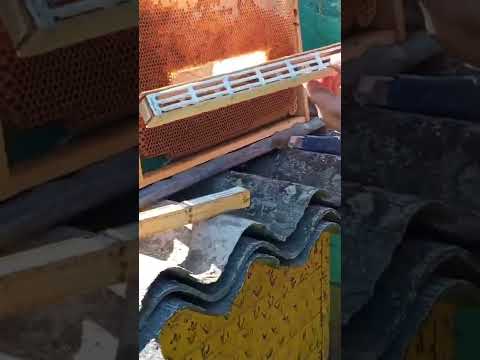 Ana arını qəfəsə salınması