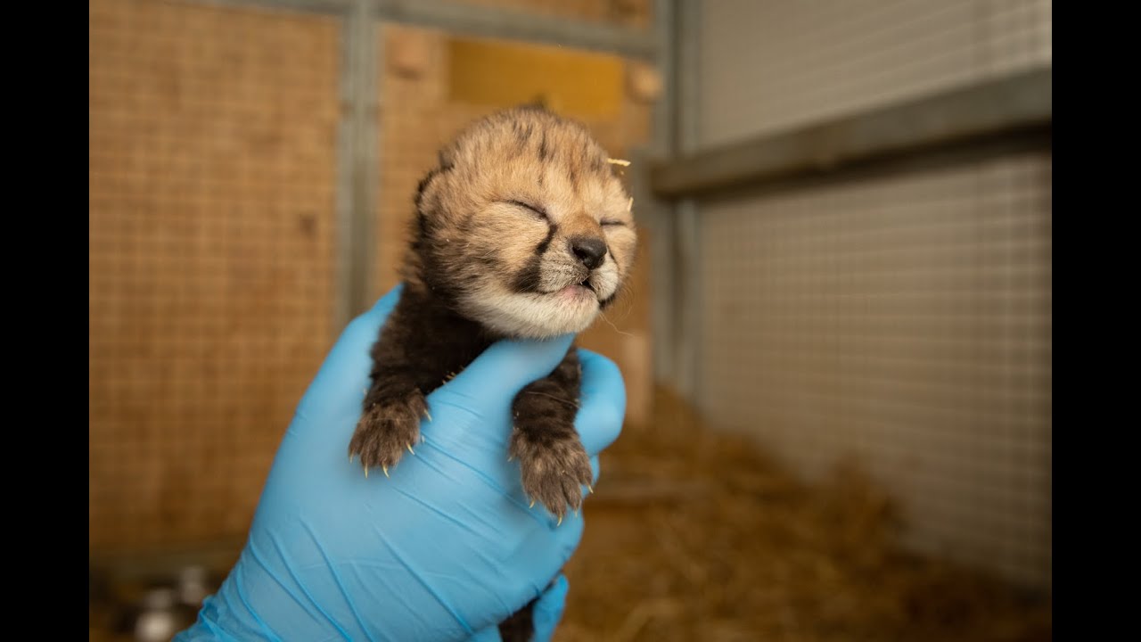 ZooBorns Top 10 Newest & Cutest Baby Animals (Vol. 1) - YouTube