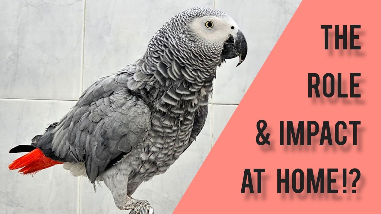 The role and impact of a pet at home in critical situation. - YouTube