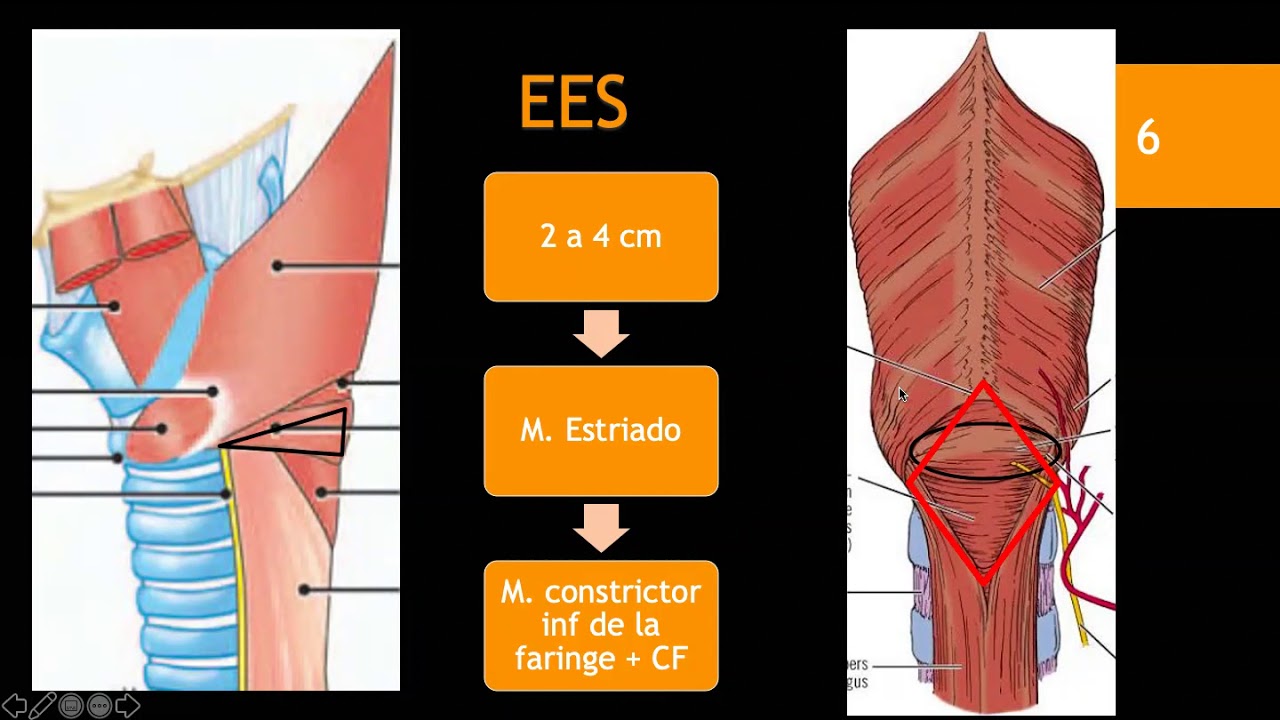Esofago Anatomía y fisiología (Parte 1) - YouTube