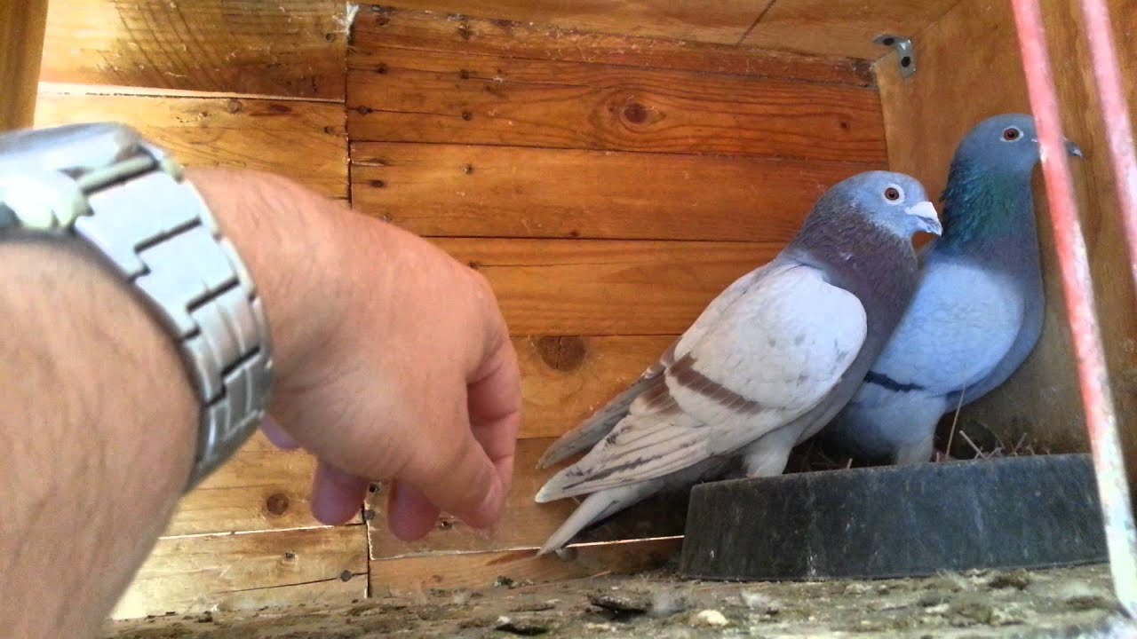 Staf Van Reet mannetjie beskerm sy nes. - YouTube