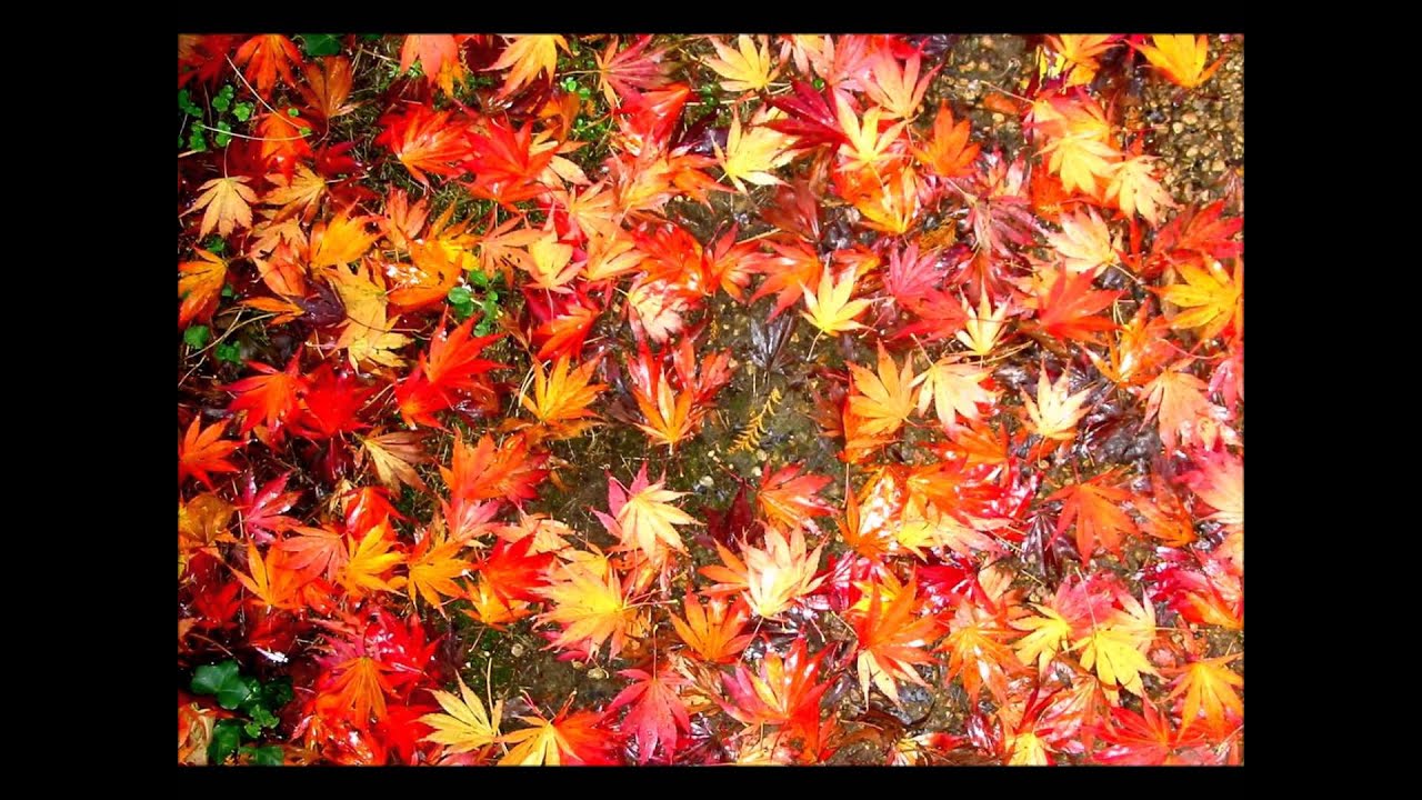 Autumn Leaves Paolo Nutini Cover By Steven Lavery YouTube autumn-leaves-paolo-nutini-cover-by-steven-lavery-youtube