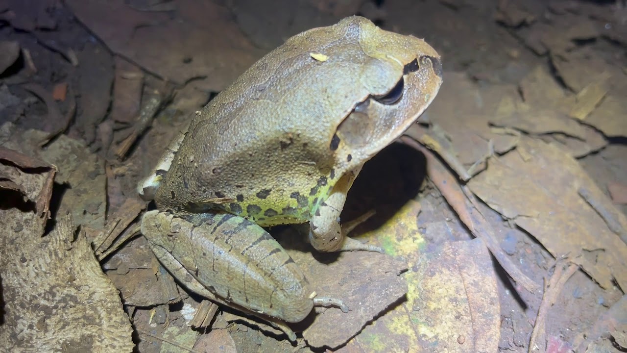 Nocturnal animals spotted on Australian Rainforest walk at night - YouTube