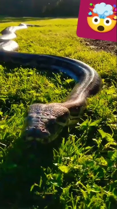 15 Ft Burmese Python Catching Some Rays on World Snake Day #shorts ...