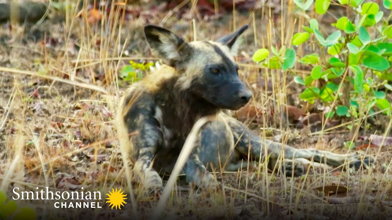 These Researchers Need to Tag a Wild Dog 🐕 Guardians of the Wild ...