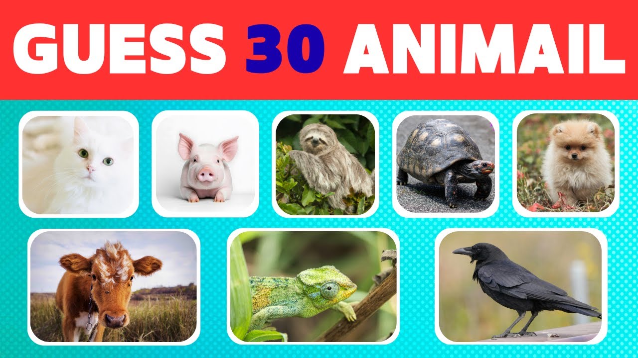 Can you recognize 30 animals in just 5 seconds? 🐶🐱🦁 - YouTube