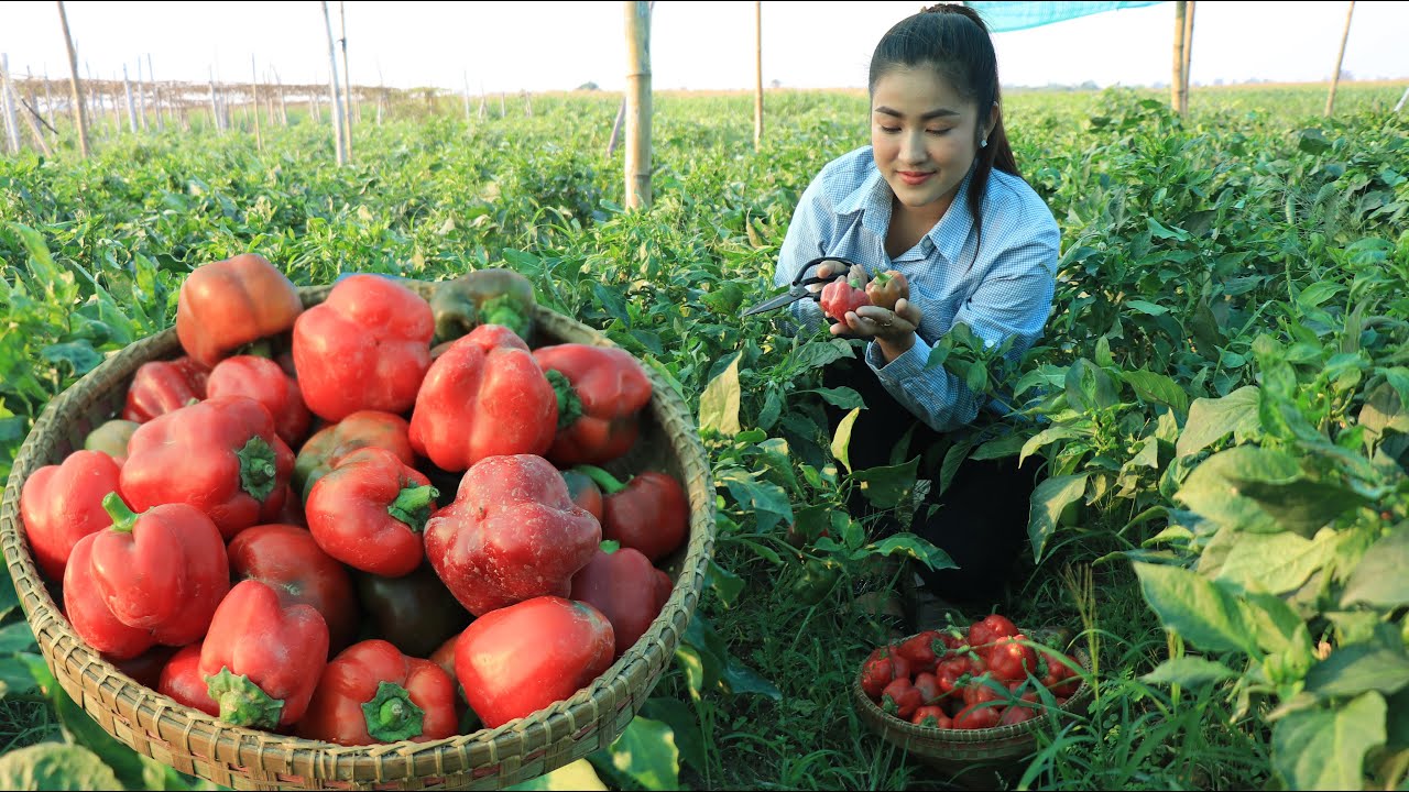 Pick red bell pepper for my village farm for cooking / Stir-fry mixed ...