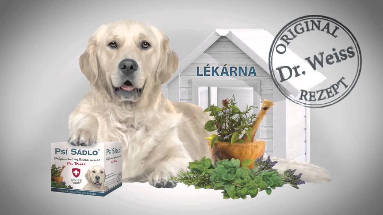 Proč psi doporučují PSÍ SÁDLO? - YouTube