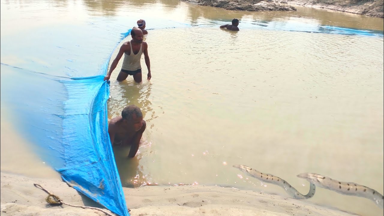 Caught Many Fish In Ghaghra River 🥰🔥 / घाघरा नदी में बहुत सी मछलियाँ ...