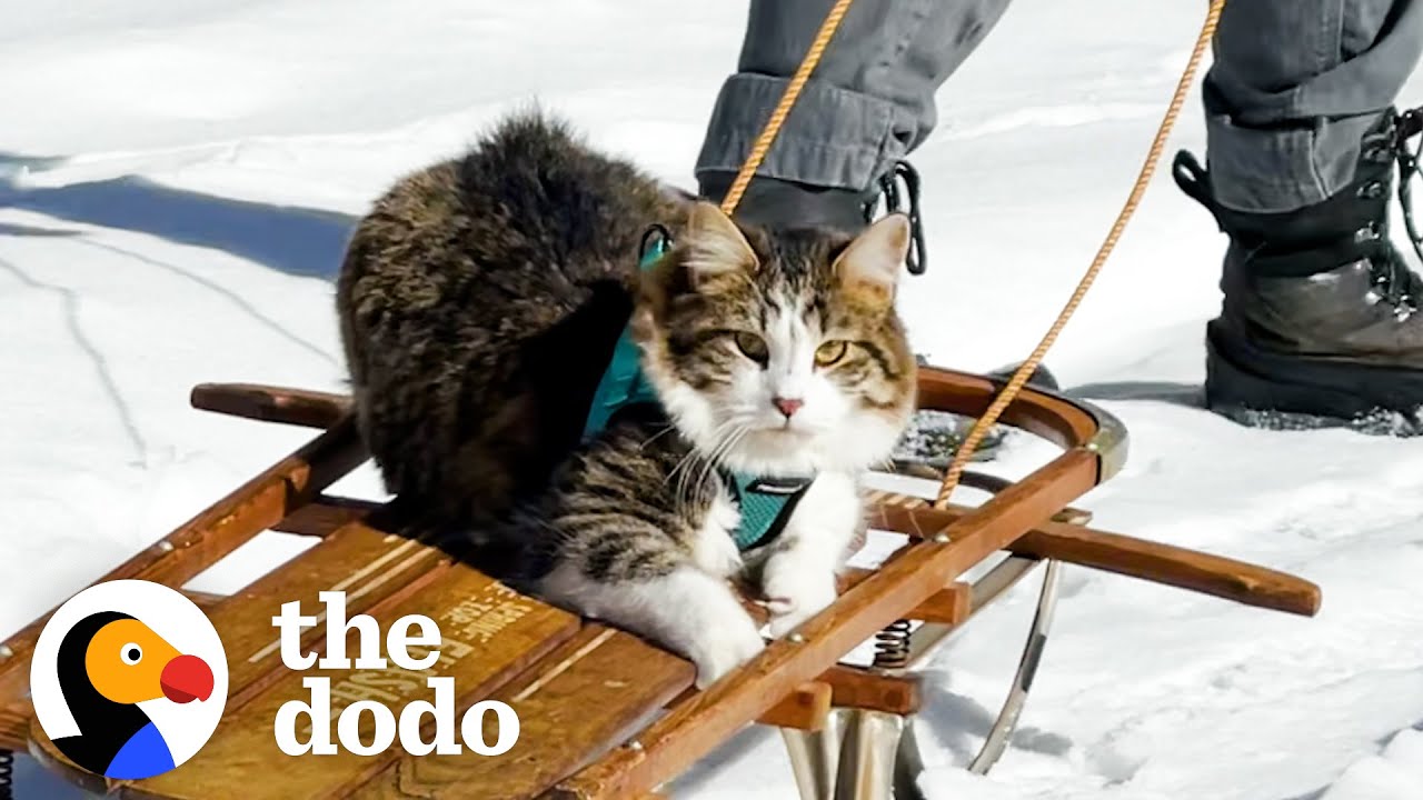 Dog Pulls Cat Around In Sled...And The Cat LOVES It | The Dodo Cat ...