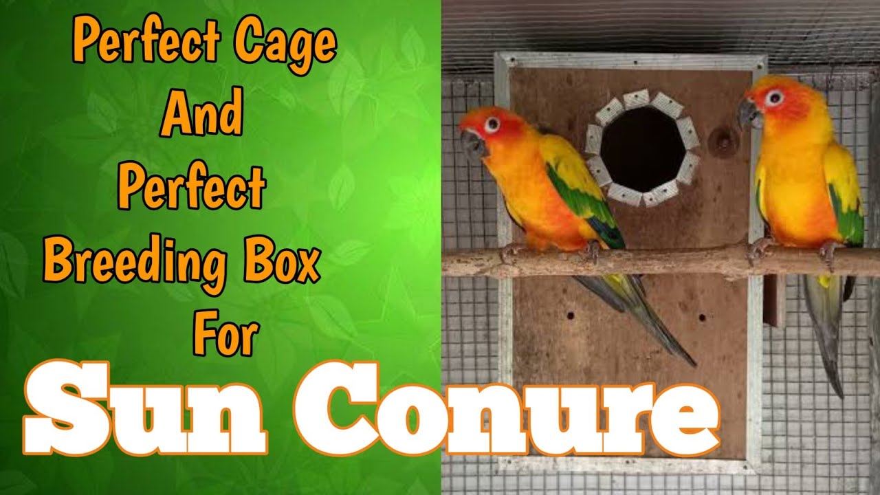 Perfect Cage Size For Sun Conure | Perfect Breeding Box Size For Sun ...