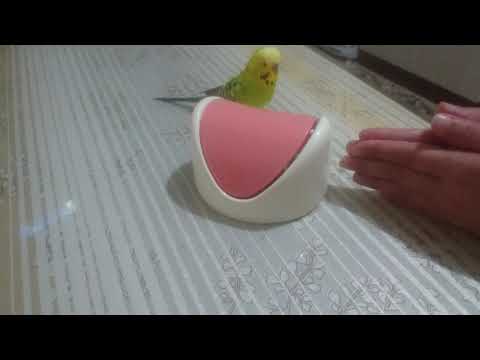 Konuşmayı anlayıp yapan Osman... Tebrik etmemek elde değil👏👏👏