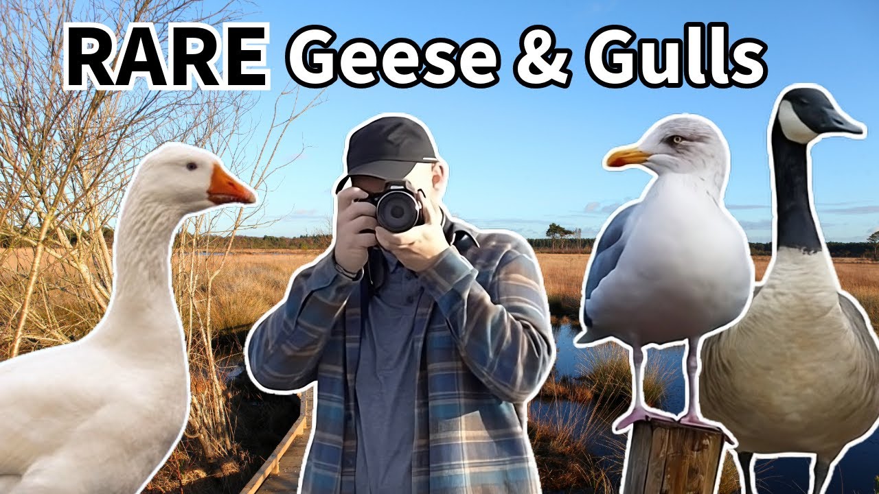 Wild Goose CHASE! Birding for RARE geese and gulls - YouTube