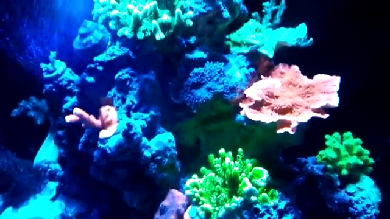Viewing Tank With Reef Glasses (Video Quality isn't the best) | Reef ...