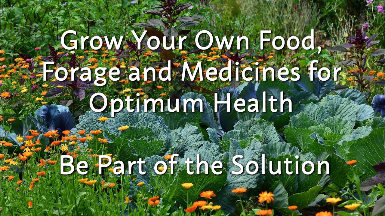 Grow Your Own Food, Forage and Medicines for Optimum Health || Be Part ...