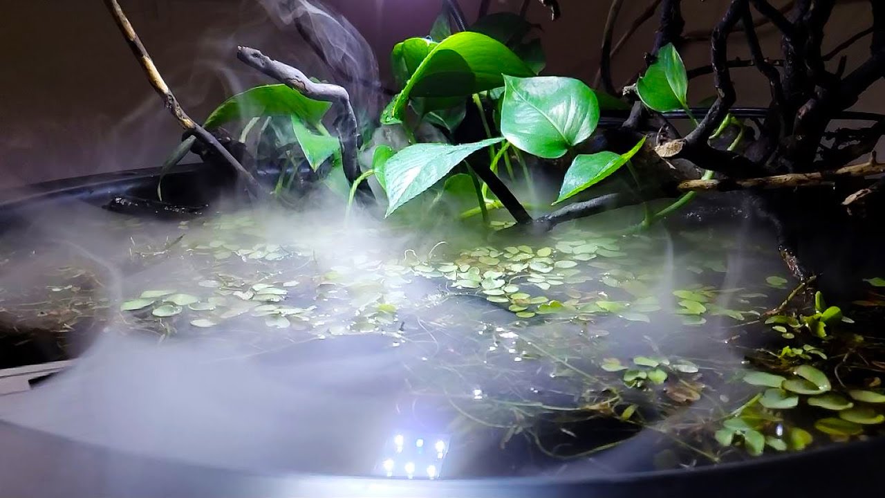 I made a MINI INDOOR GOLDFISH POND - YouTube