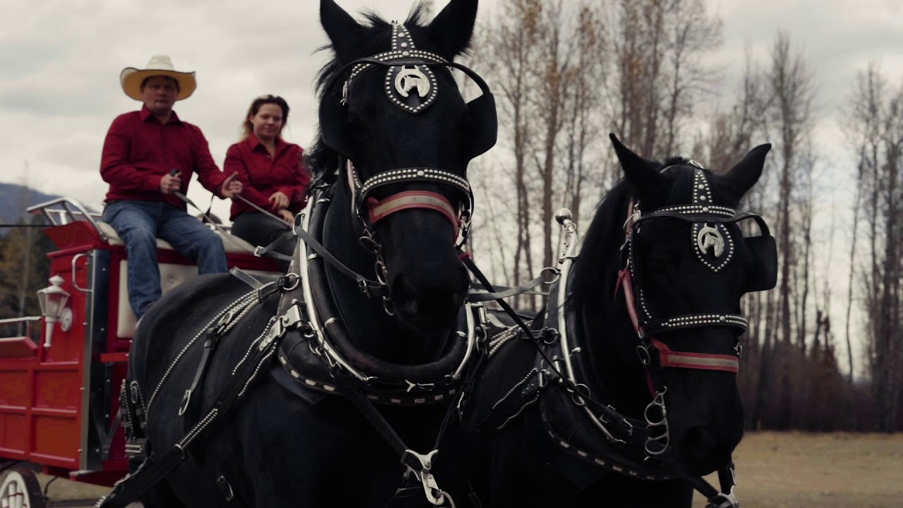 Star Dust Ranch | Cinematic Business Trailer | Sony a7iii - YouTube