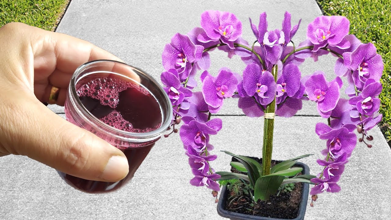 Uma Bomba natural para floração e crescimento de todas as plantas (Veja ...
