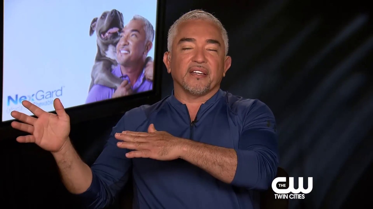 Jon Foss & Allie Krings interview Cesar Millan - YouTube
