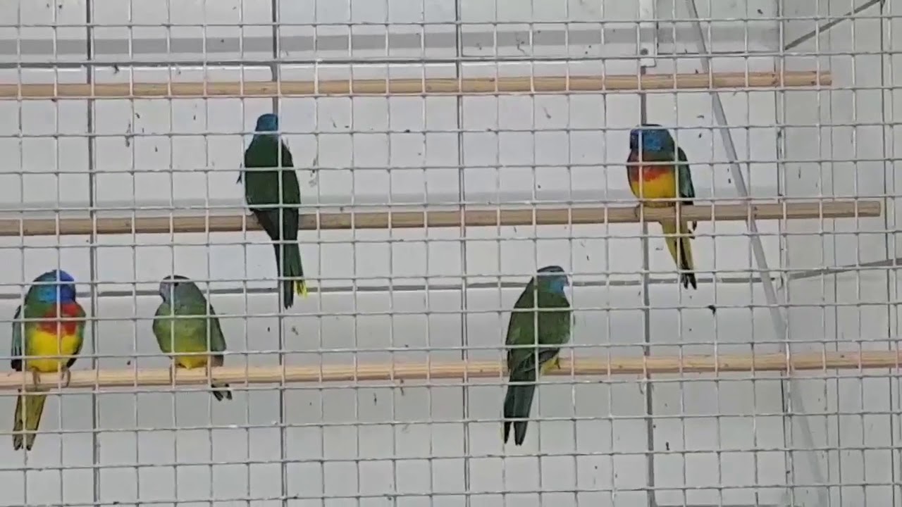Perruches splendides / Neophema splendida - YouTube