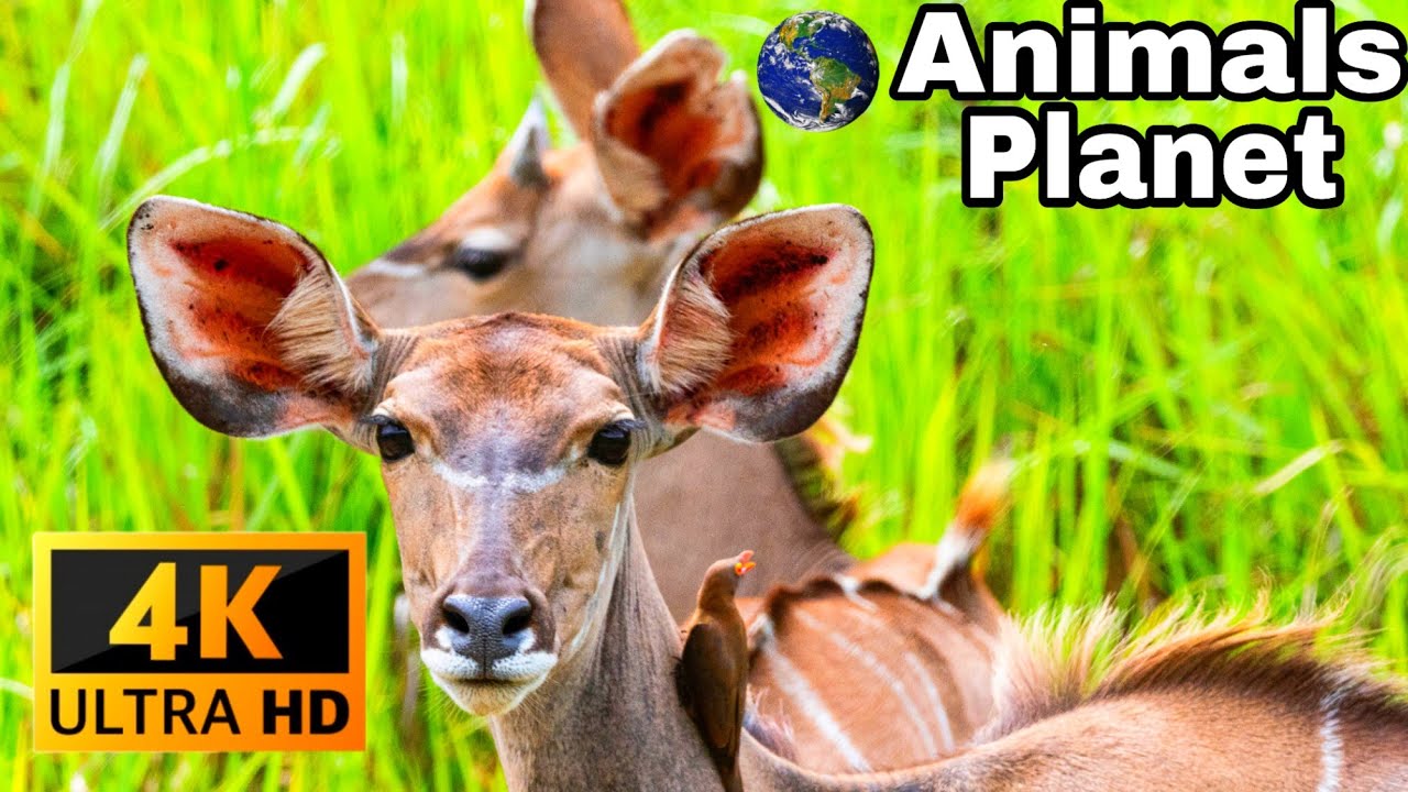 Animals Videos & Wild Animals Collection in 4K / Animals Planet 4k ...