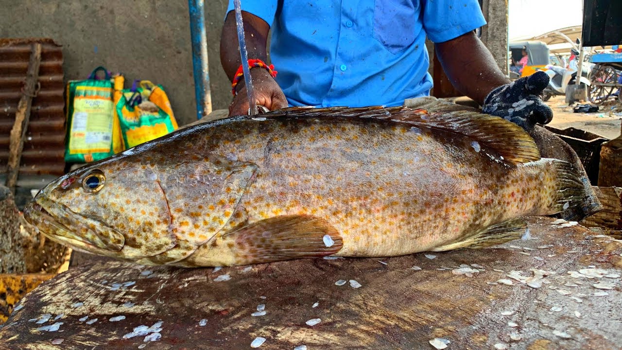 GROUPERS FISH CUTTING🔪KASIMEDU FAST FISH CUTTING🔪KF FISH CUTS - YouTube