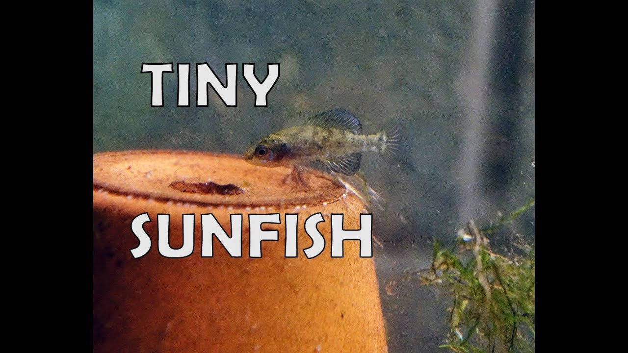 Stunning Pygmy Sunfish - YouTube