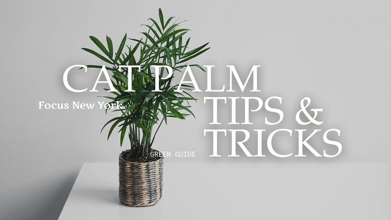 How To Take Care Of Cat Palm Indoors